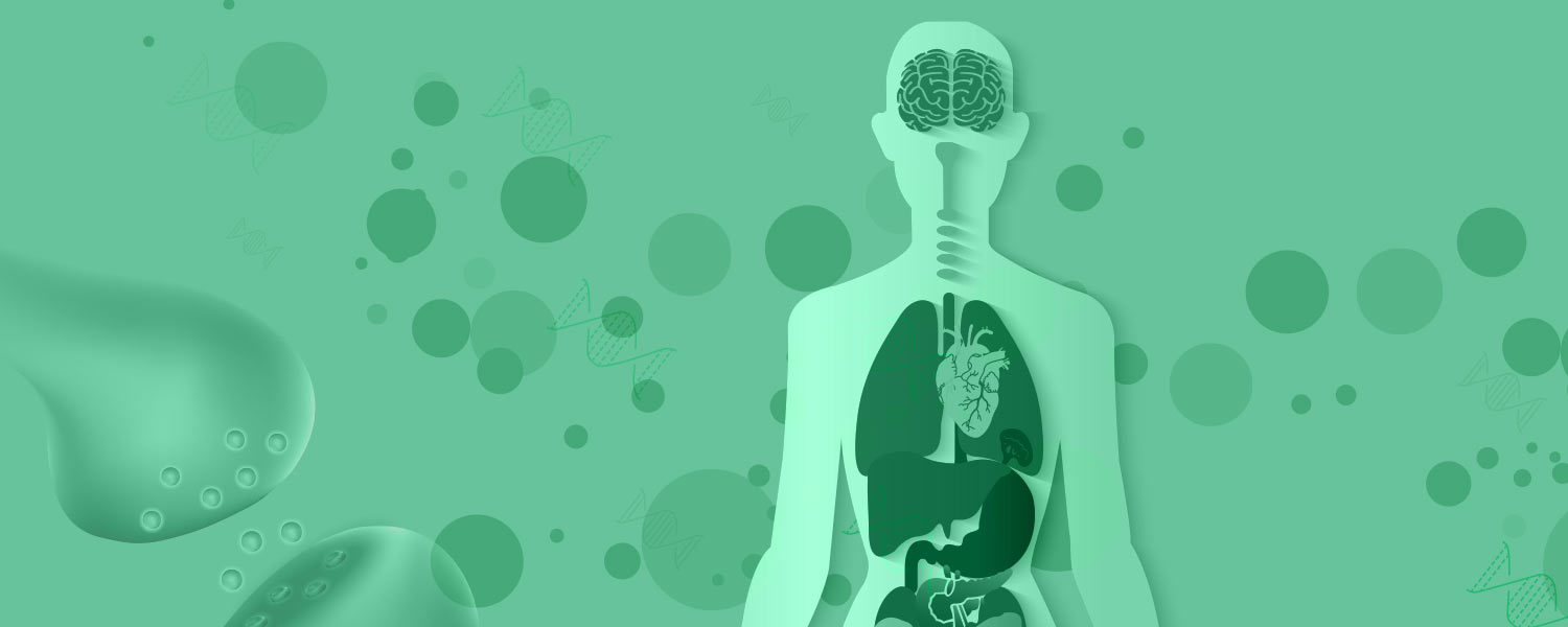 What is the Endocannabinoid System and Homeostasis?