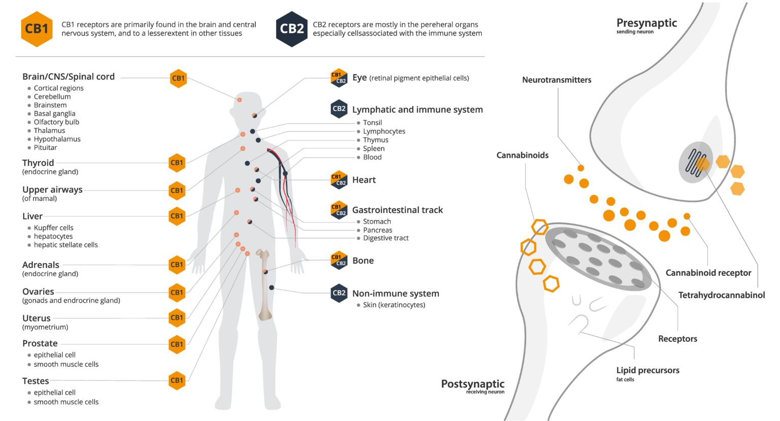 What is the Endocannabinoid System and Homeostasis?
